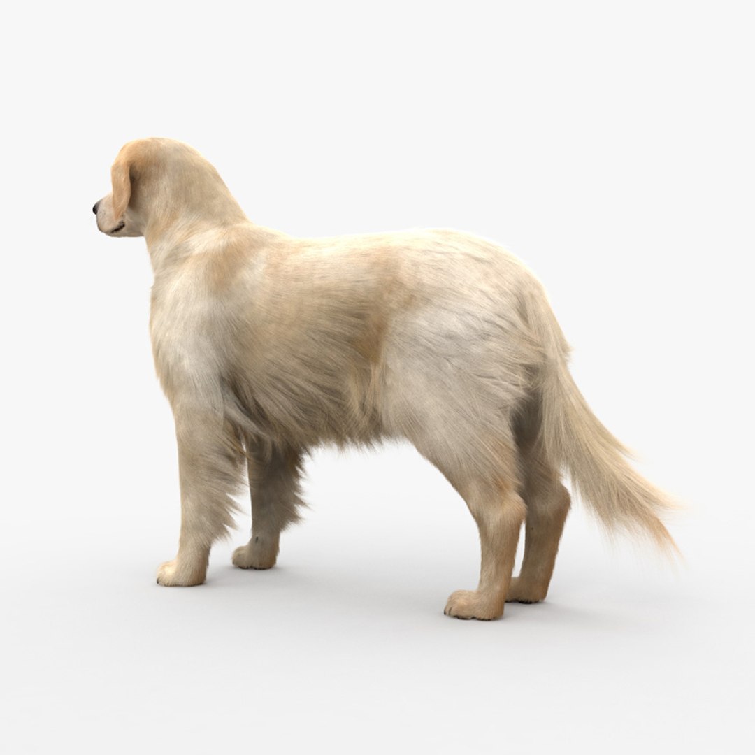 Golden Retriever HD Model - TurboSquid 1782720