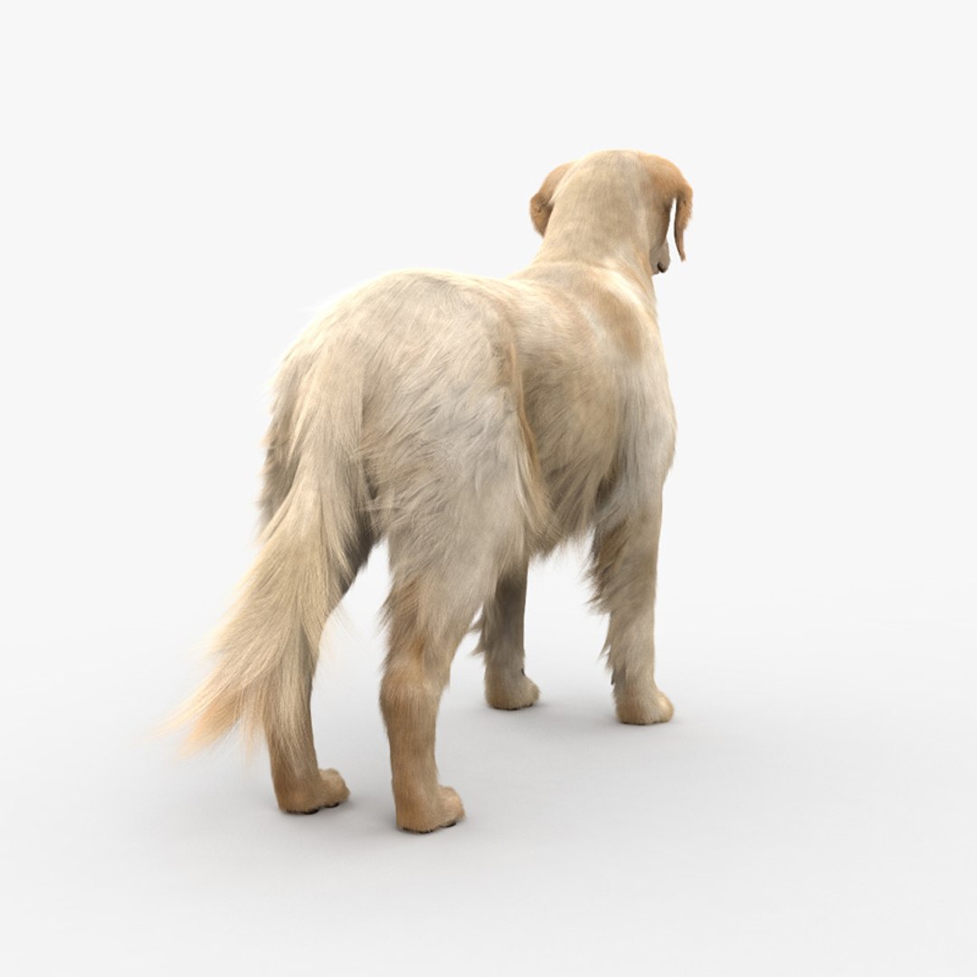 Golden Retriever HD Model - TurboSquid 1782720