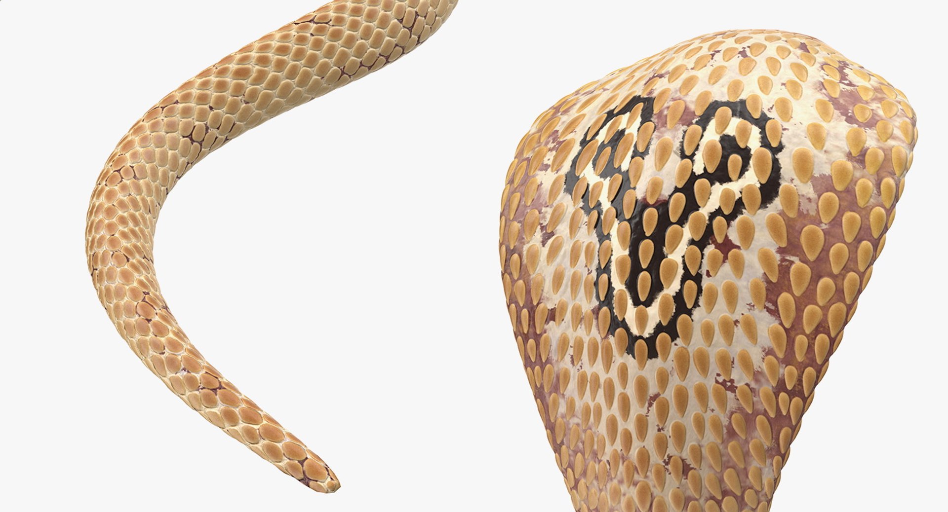 Light Cobra Attacking Pose 3D Model - TurboSquid 1424450