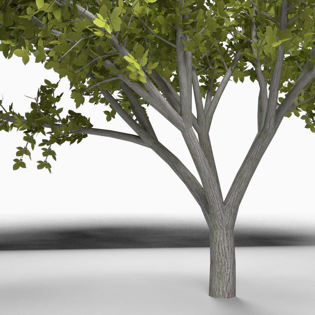 tree 3d max
