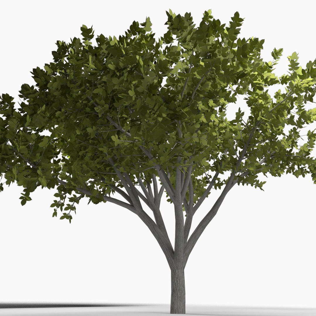 tree 3d max
