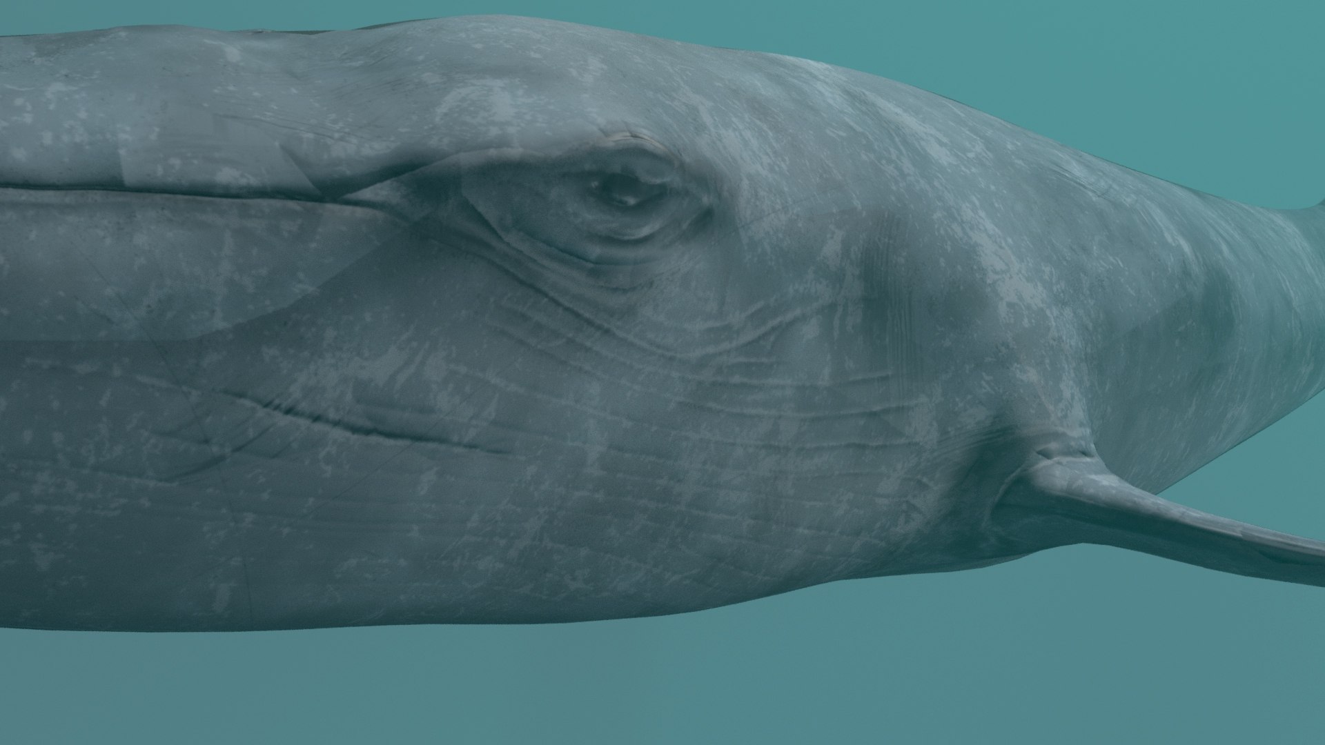 3D realistic blue whale animation model - TurboSquid 1613336