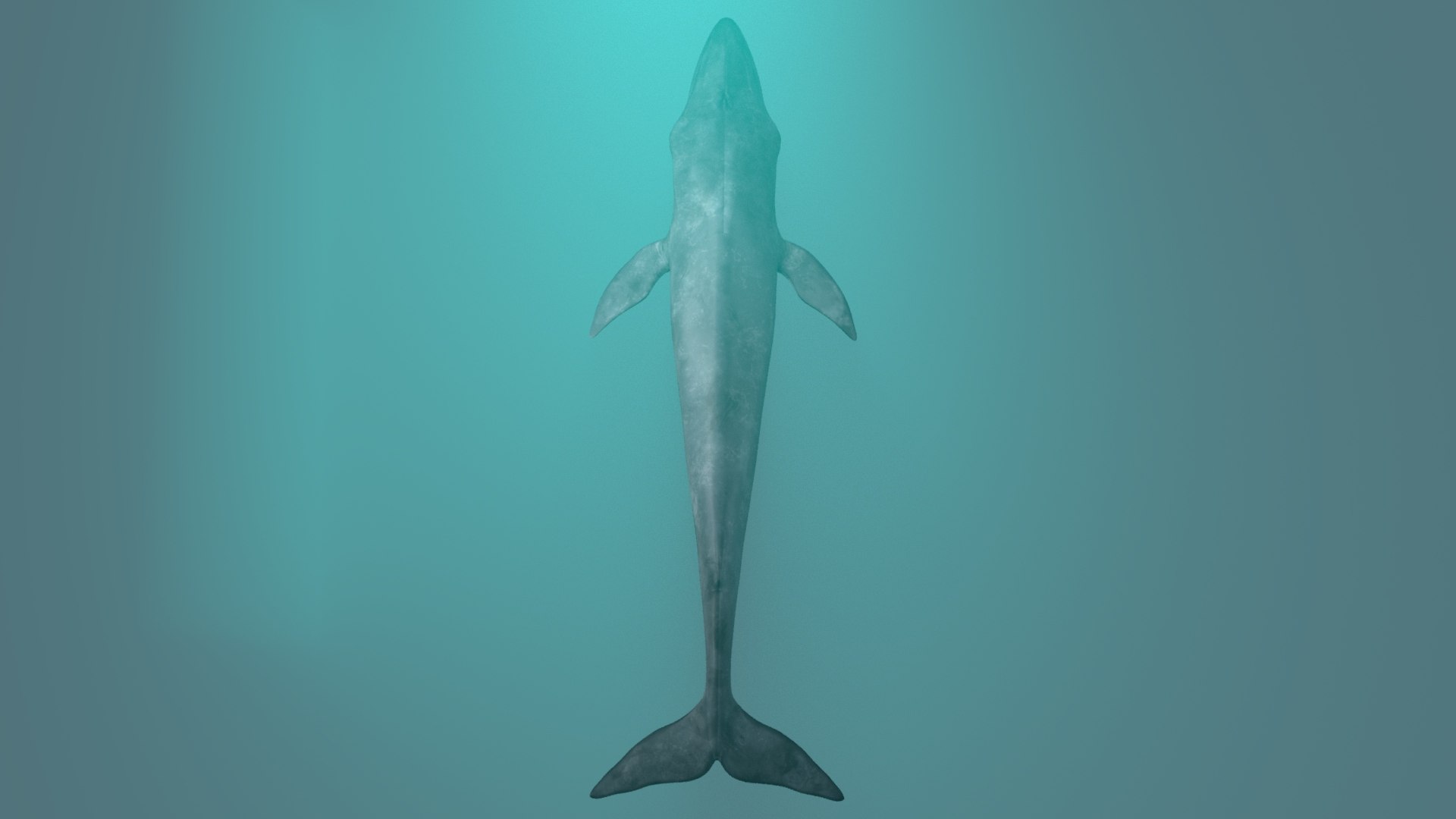 3D realistic blue whale animation model - TurboSquid 1613336