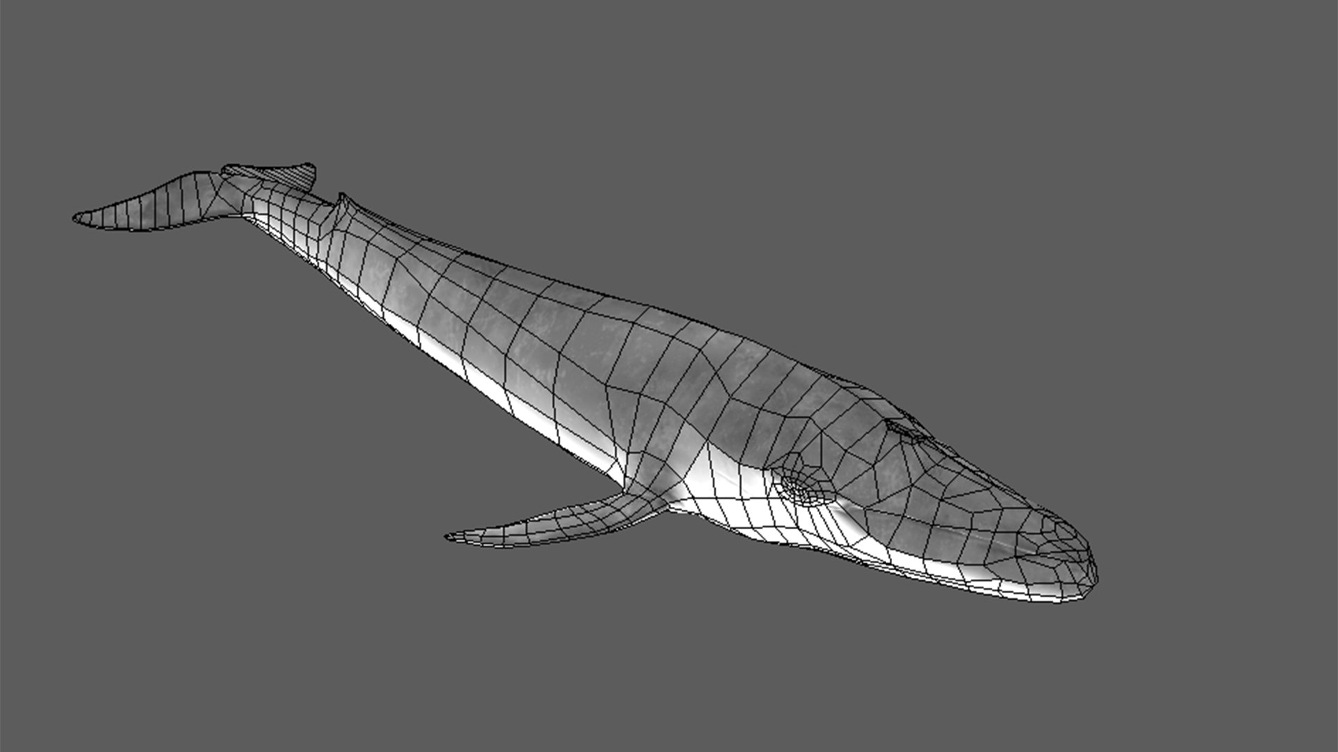 3D realistic blue whale animation model - TurboSquid 1613336