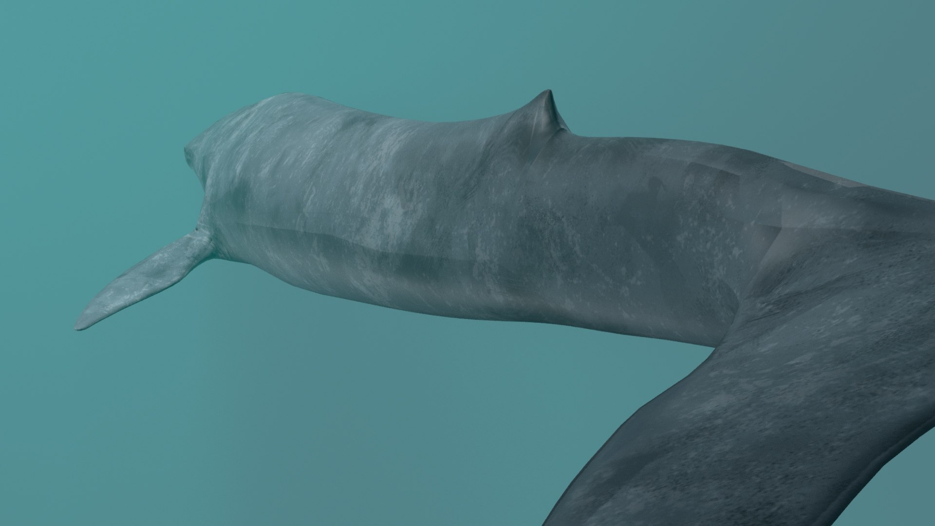 3D realistic blue whale animation model - TurboSquid 1613336