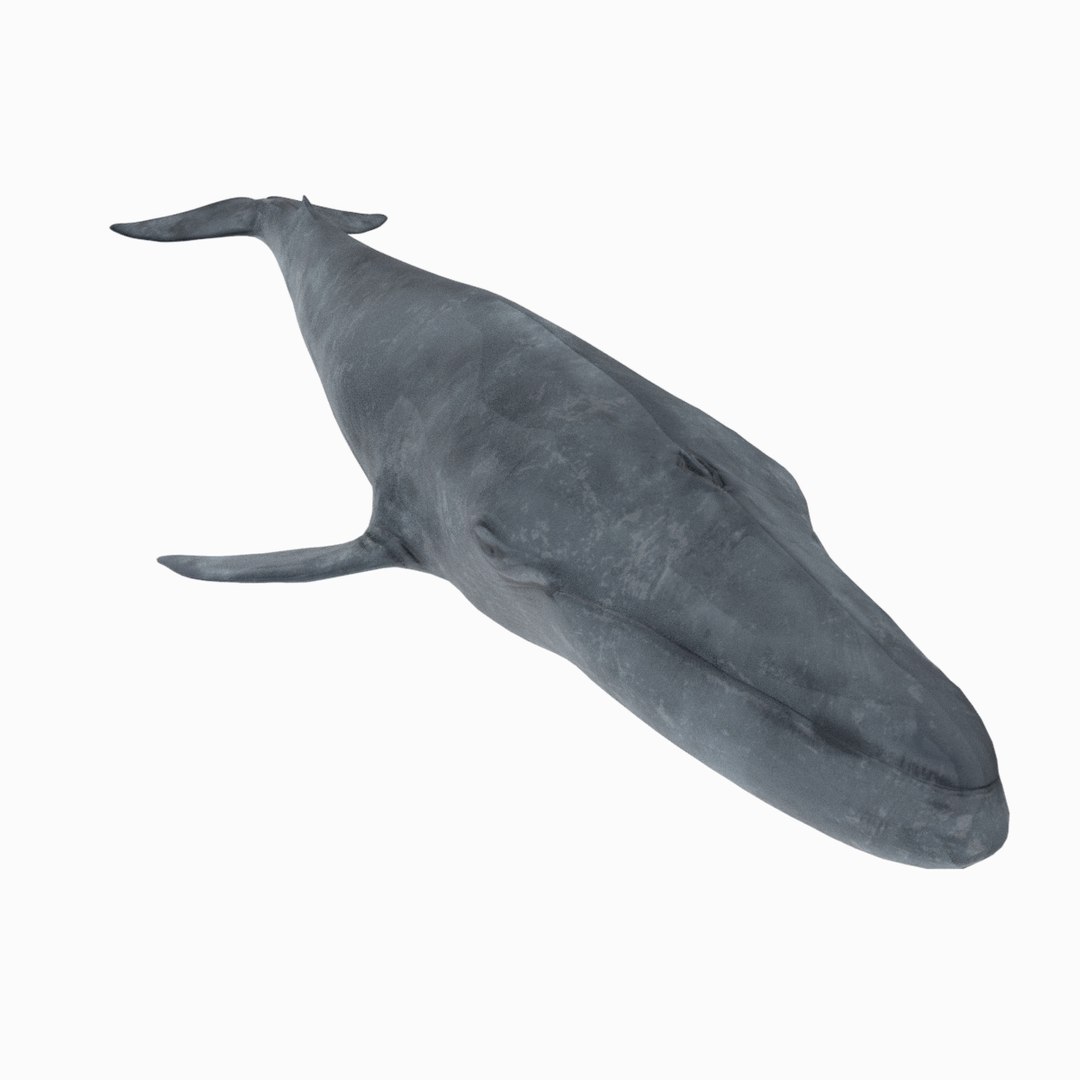 3D realistic blue whale animation model - TurboSquid 1613336