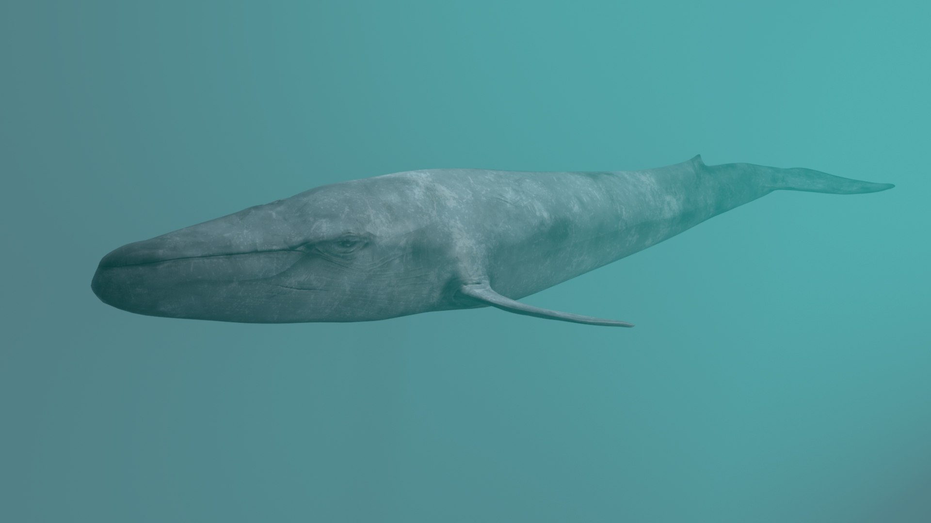 3D realistic blue whale animation model - TurboSquid 1613336