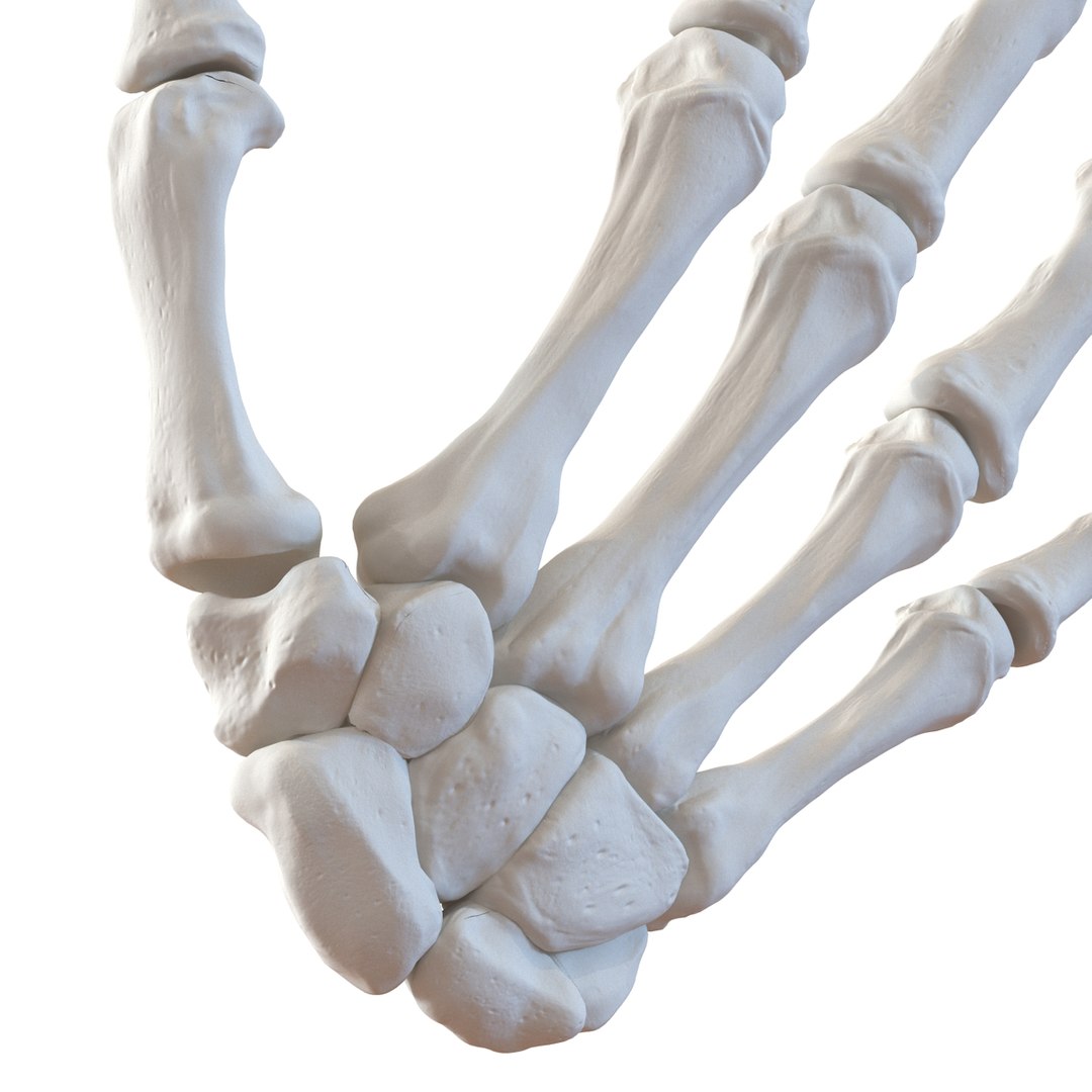 3d Model Human Hand Bones