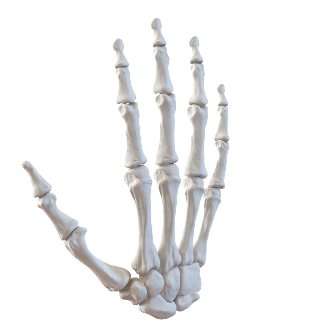 3d Model Human Hand Bones