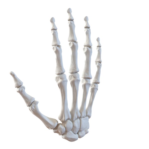 3d model human hand bones