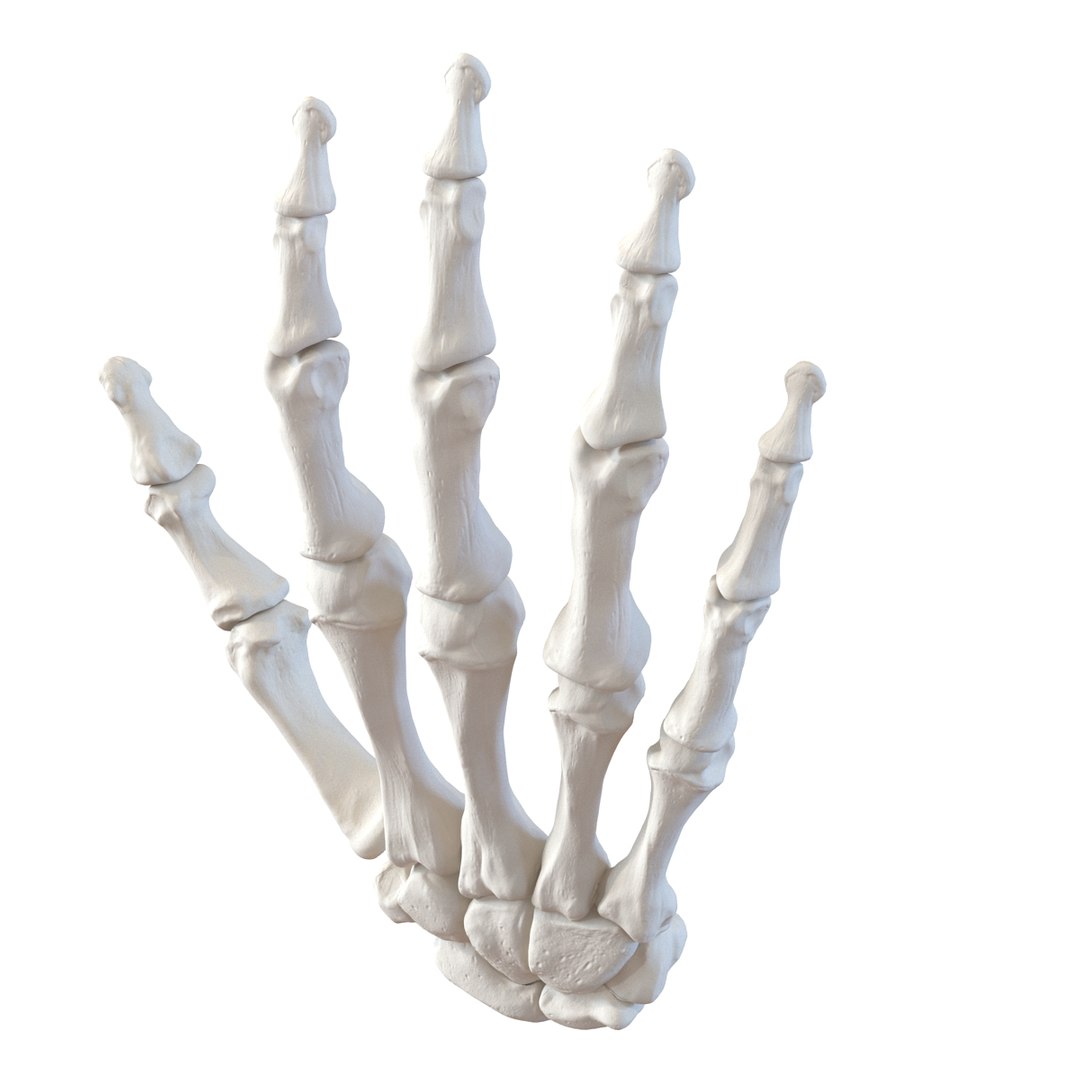 3d Model Human Hand Bones