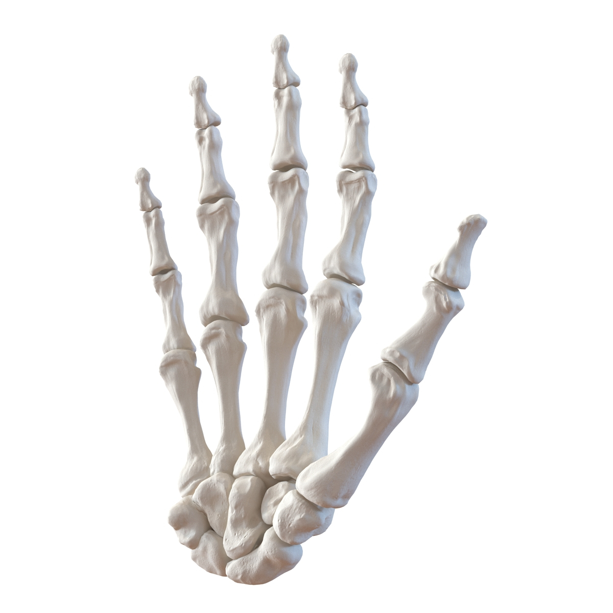 3d model human hand bones