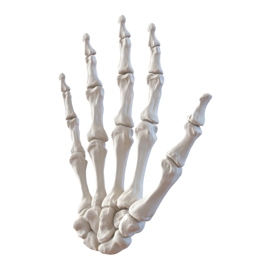 3d model human hand bones