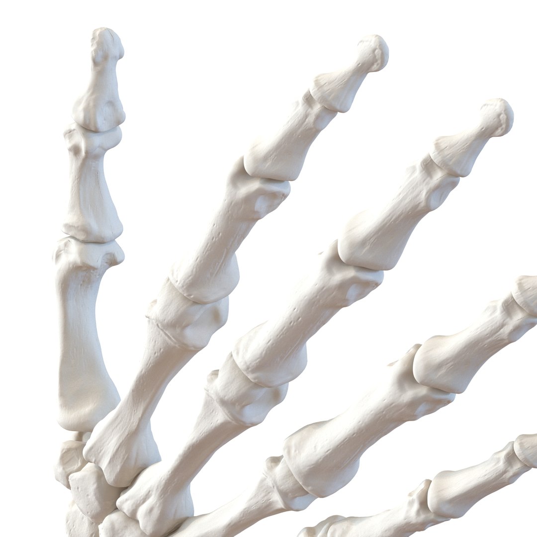 3d Model Human Hand Bones