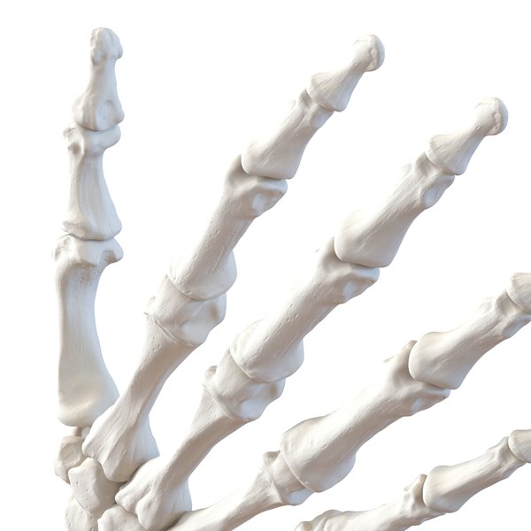 3d model human hand bones