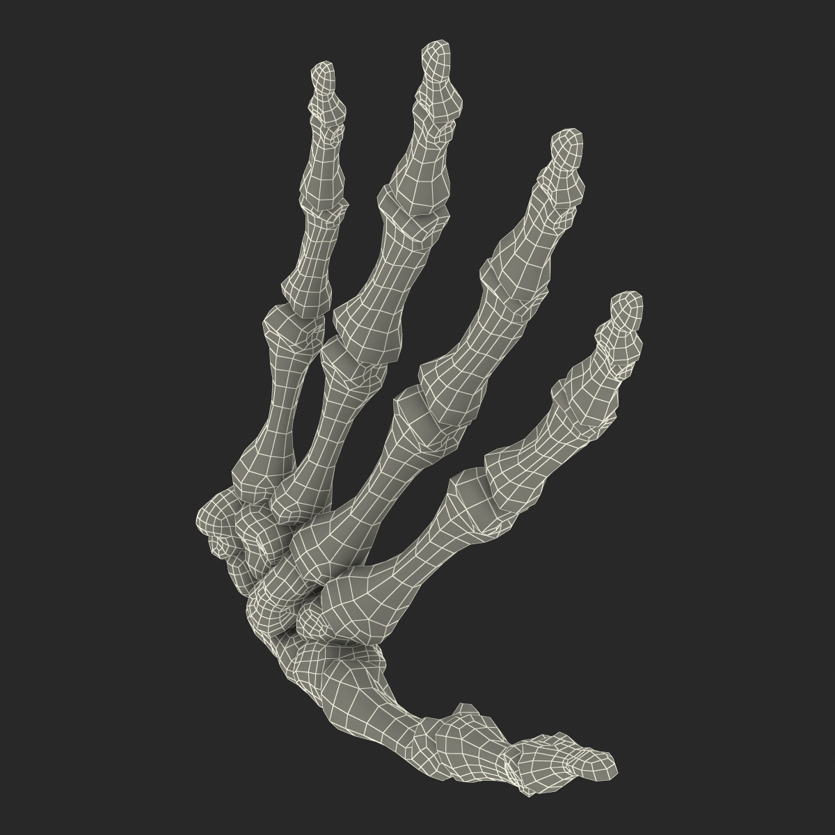3d model human hand bones