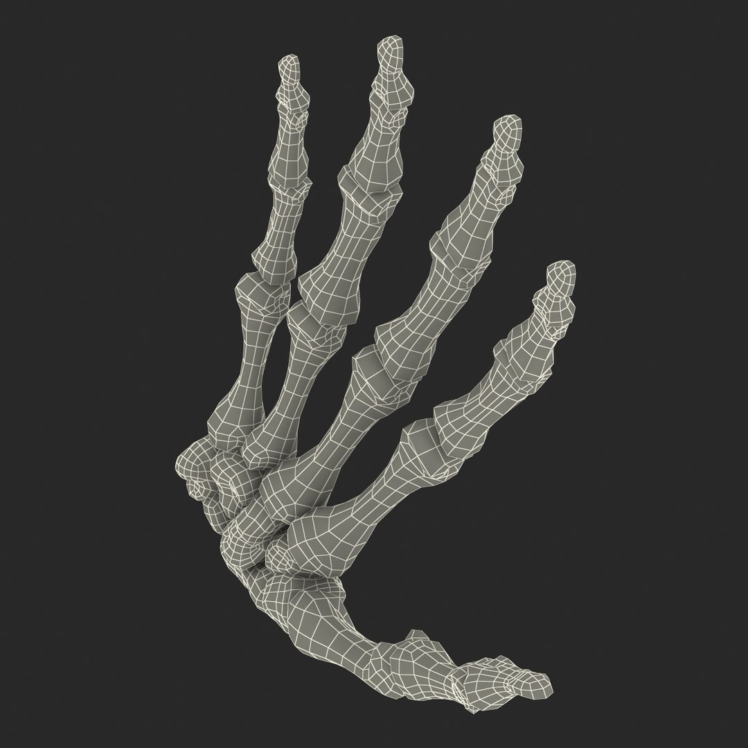 3d model human hand bones