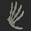 3d Model Human Hand Bones