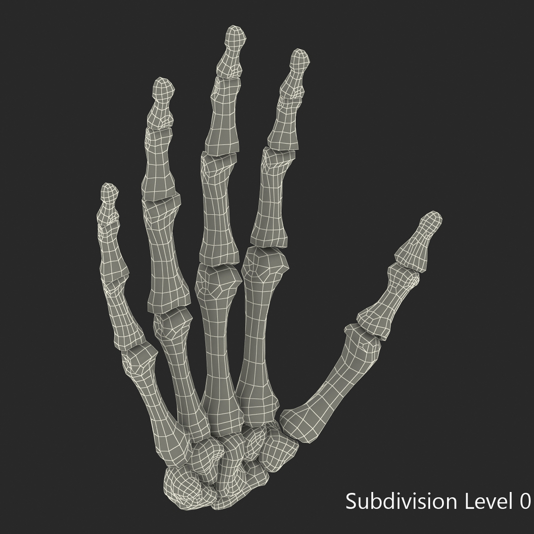 3d model human hand bones