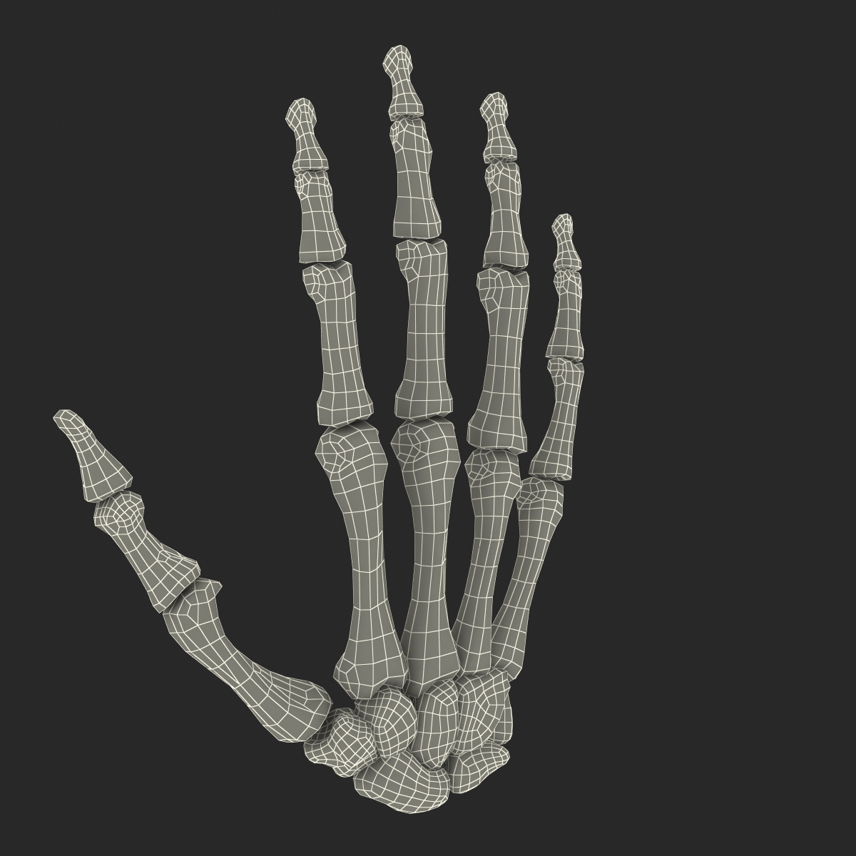 3d model human hand bones