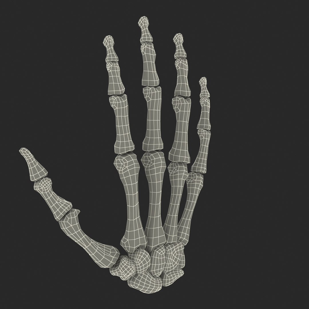 3d model human hand bones