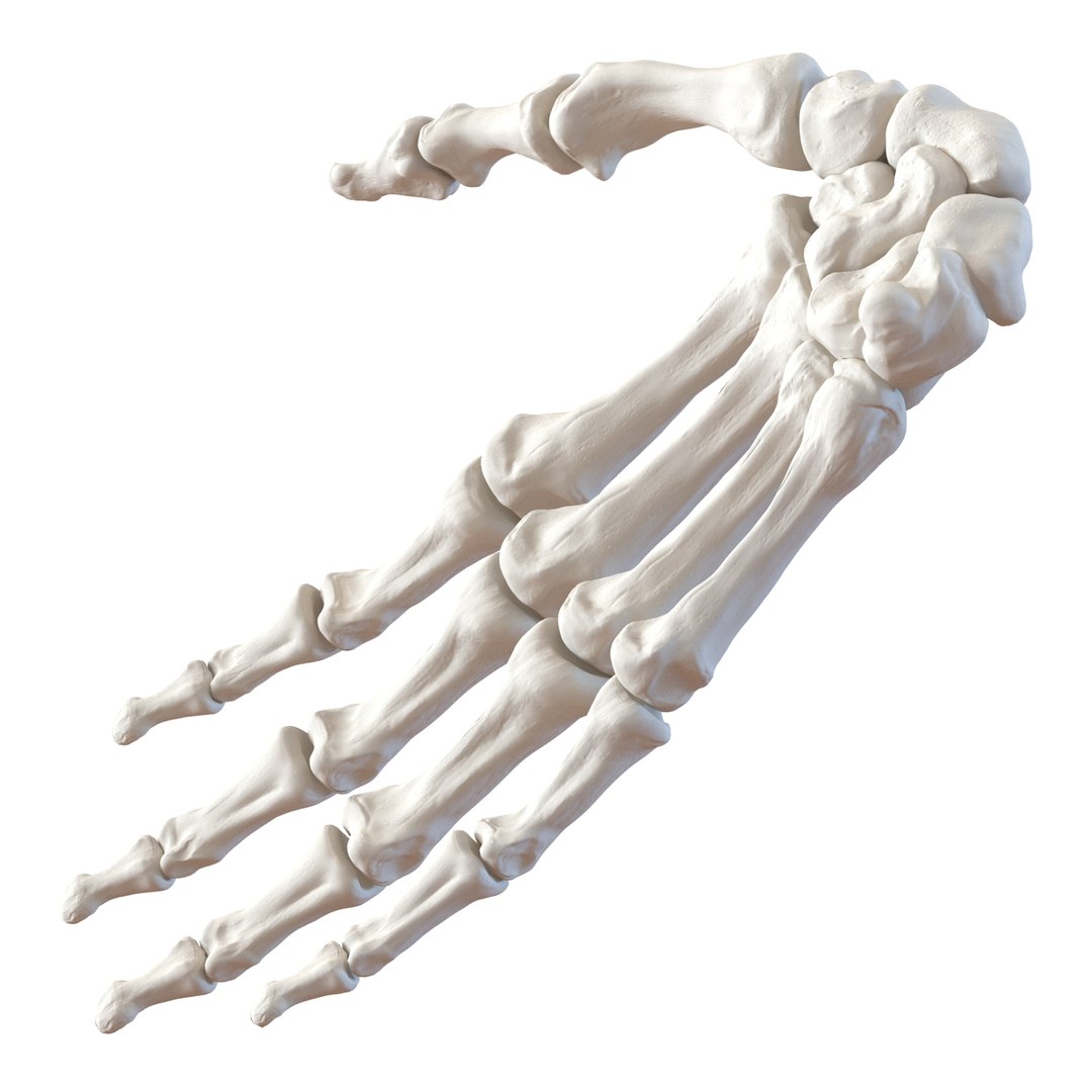 3d Model Human Hand Bones