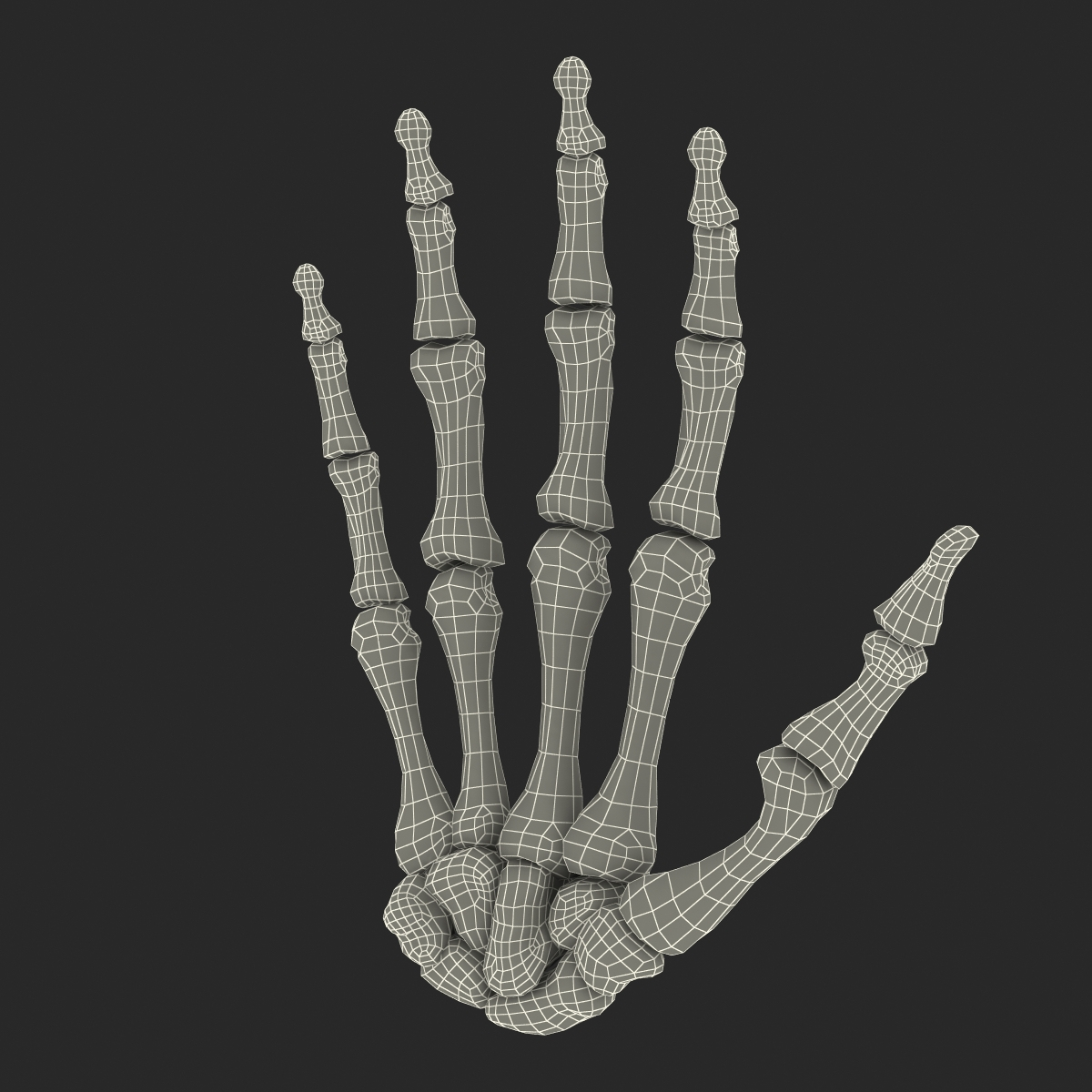 3d model human hand bones