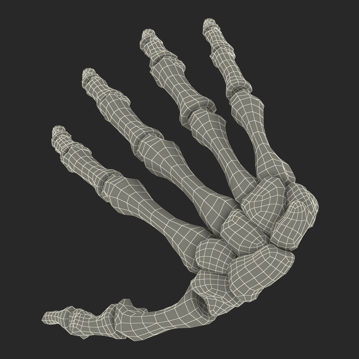 3d model human hand bones