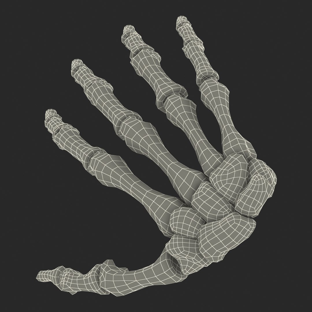 3d model human hand bones