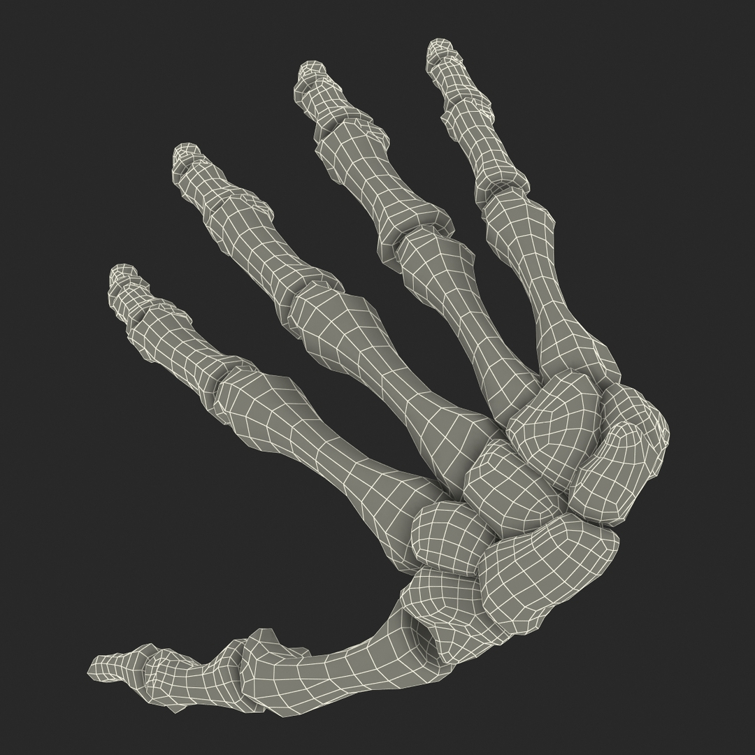3d model human hand bones