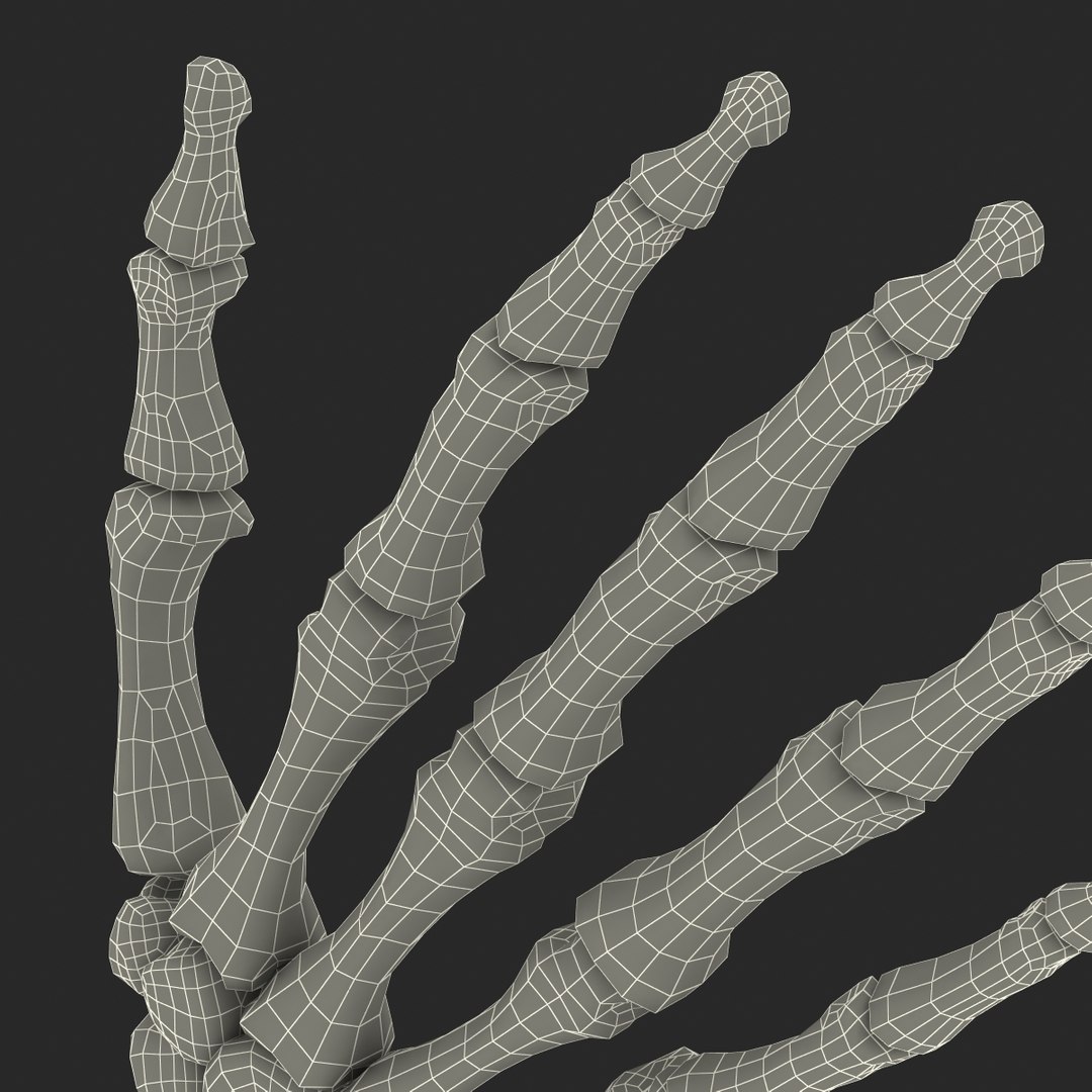 3d model human hand bones