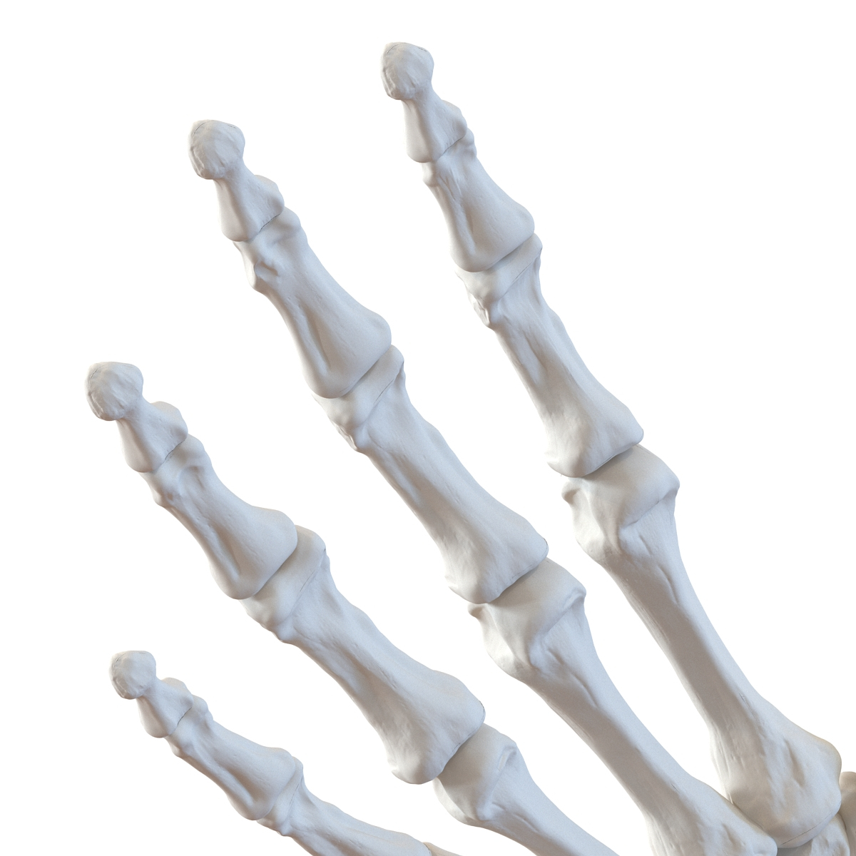 3d model human hand bones