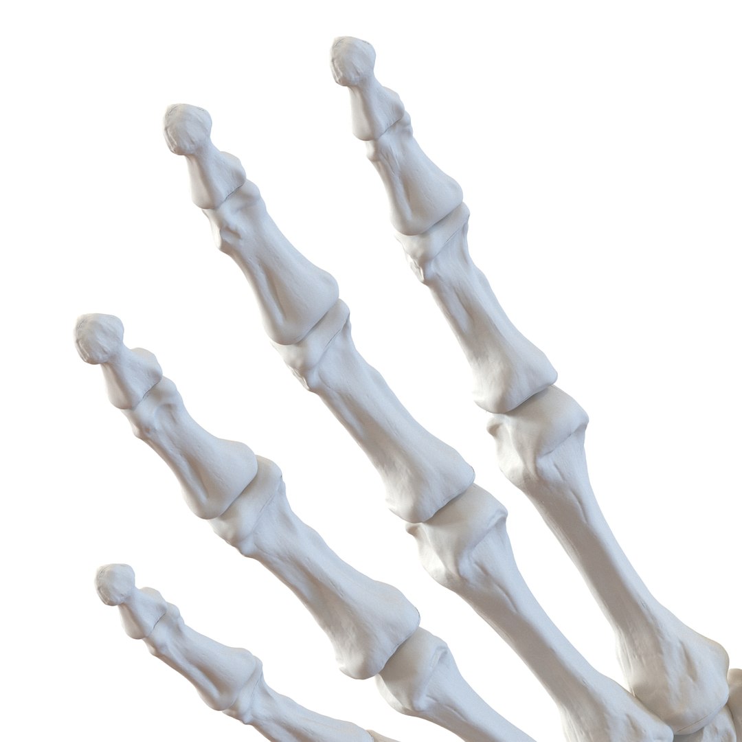 3d Model Human Hand Bones