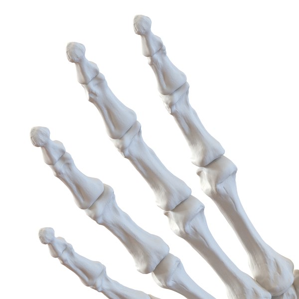 3d model human hand bones