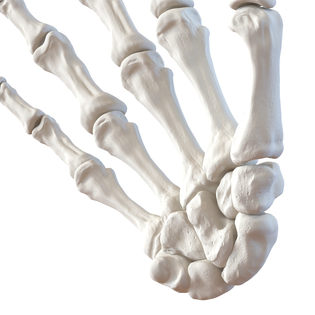 3d model human hand bones
