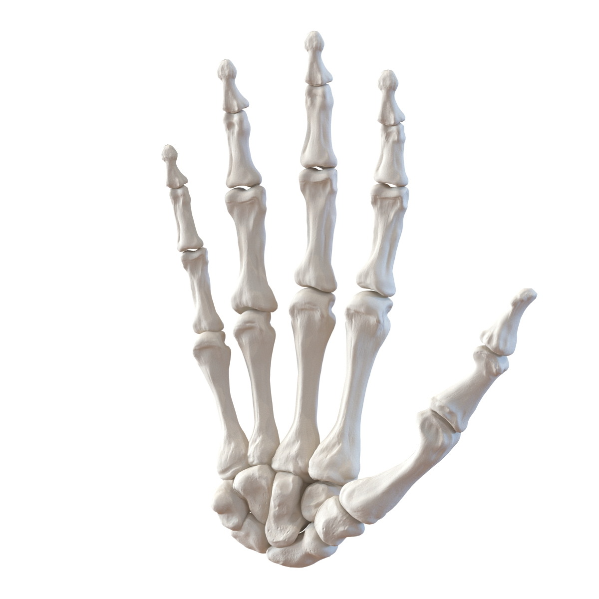 3d model human hand bones