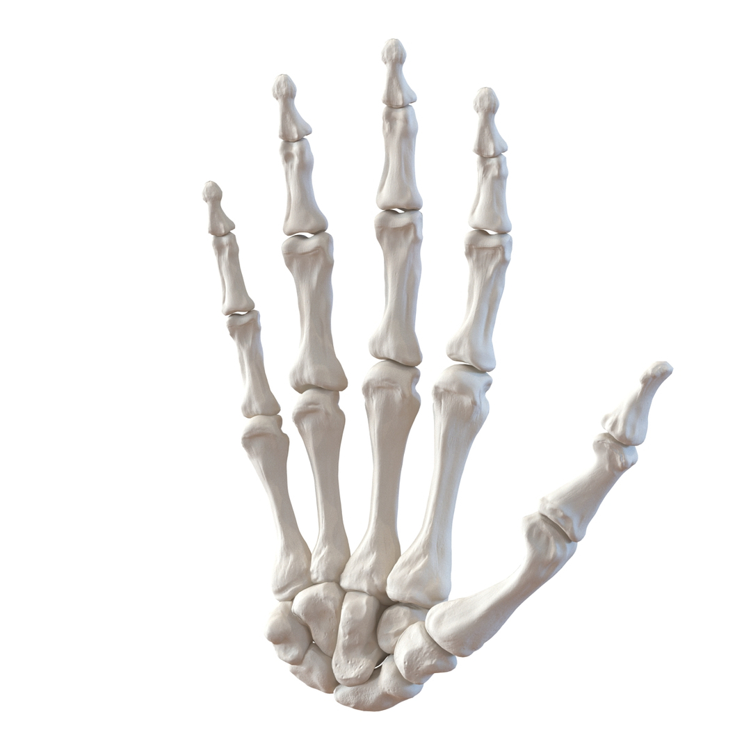 3d Model Human Hand Bones