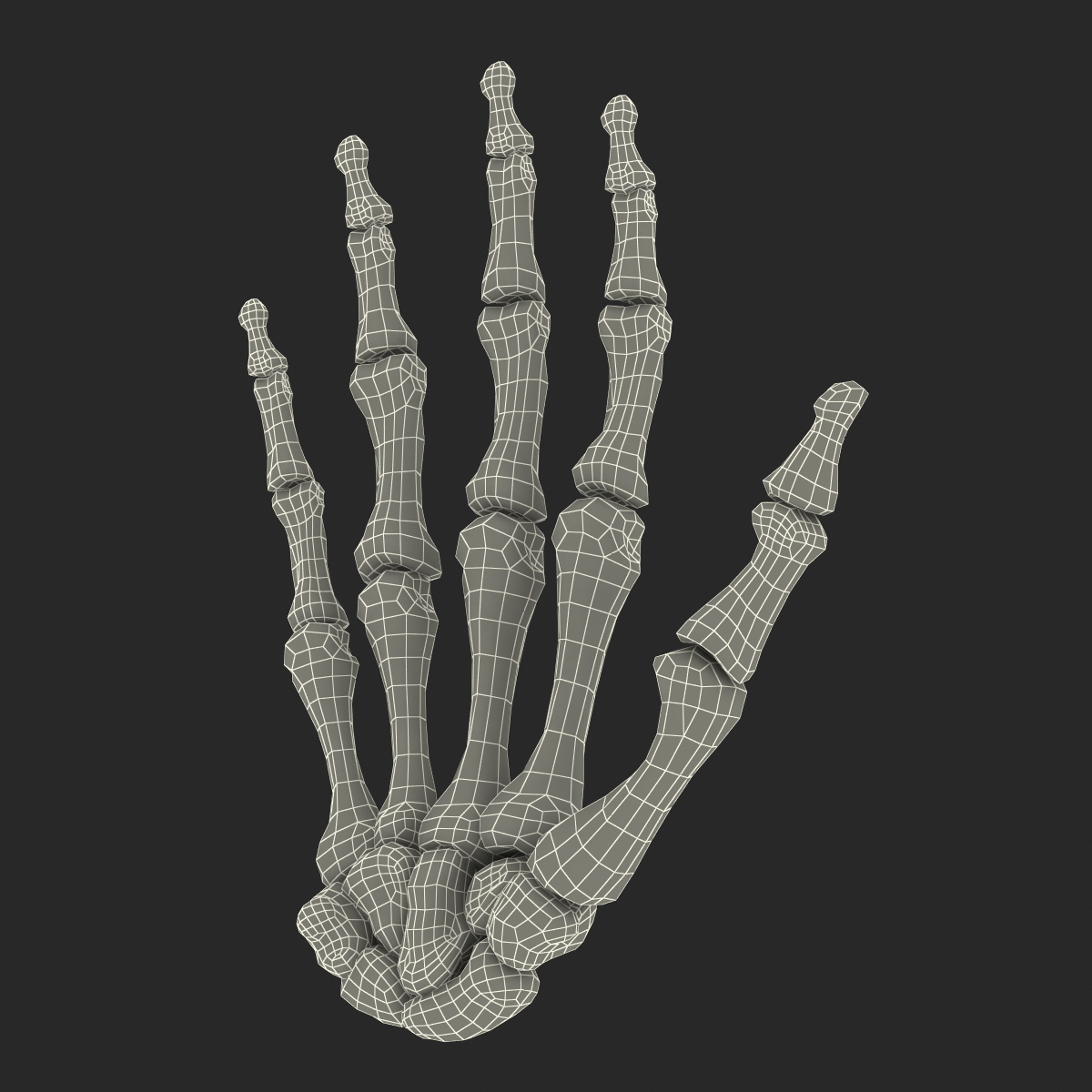 3d model human hand bones