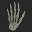 3d Model Human Hand Bones