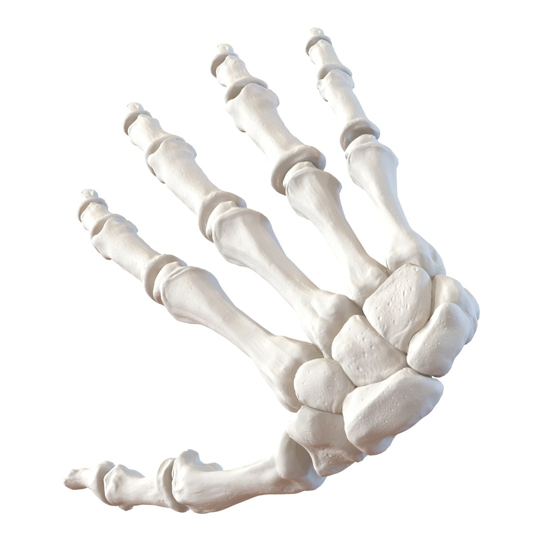 3d Model Human Hand Bones