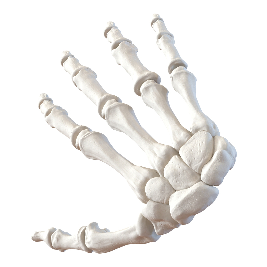3d model human hand bones