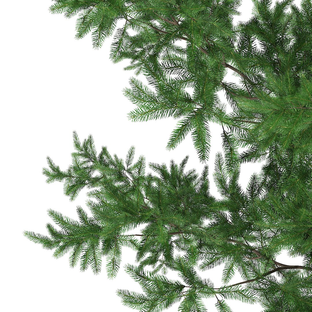 Scots Pine Tree Pinus Max