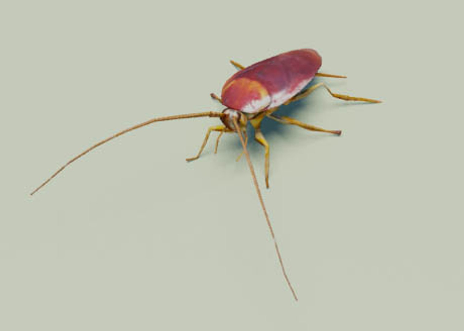 3d Cockroach Roach