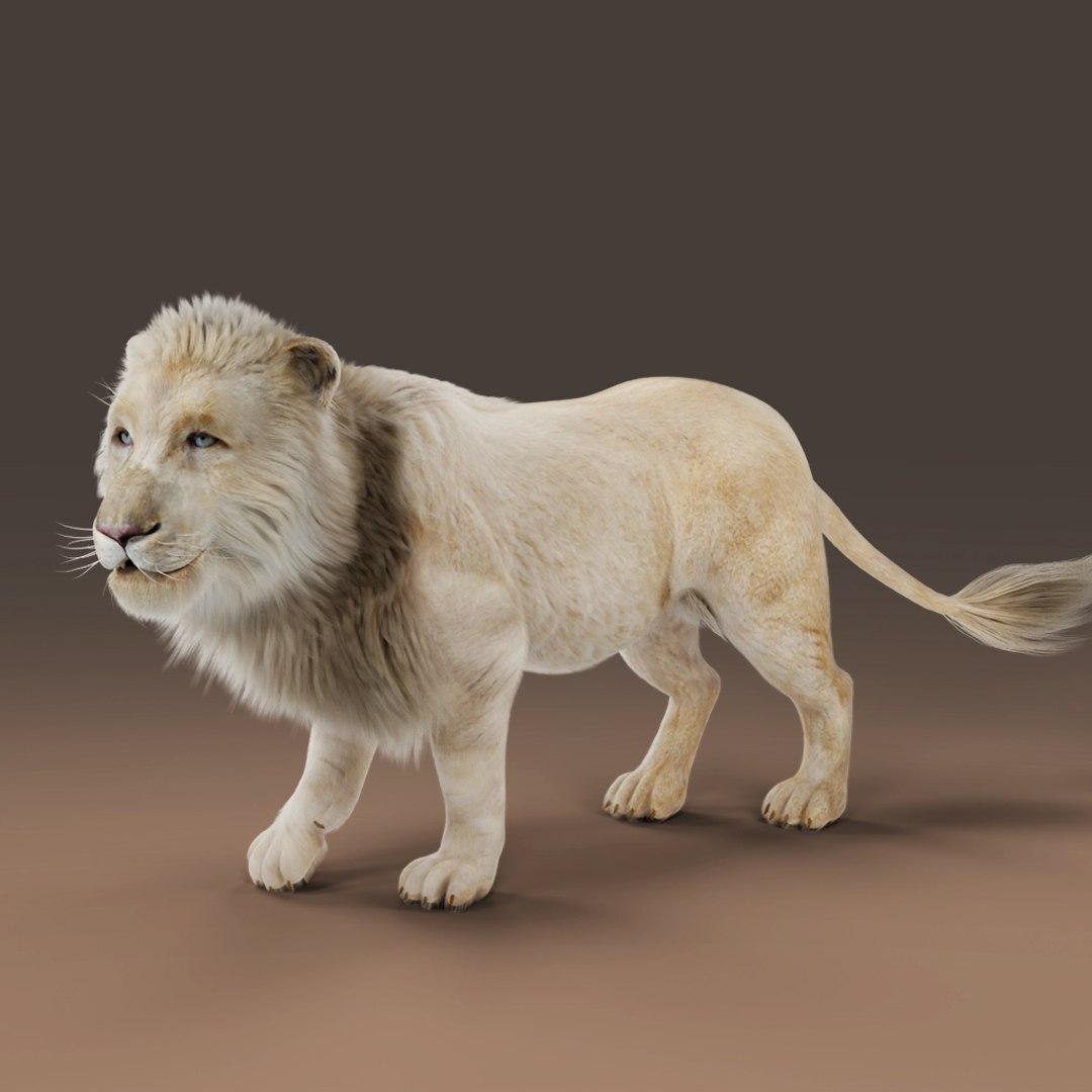 Fur White Lion Rigged in Blender Modelo 3D - TurboSquid 2032665