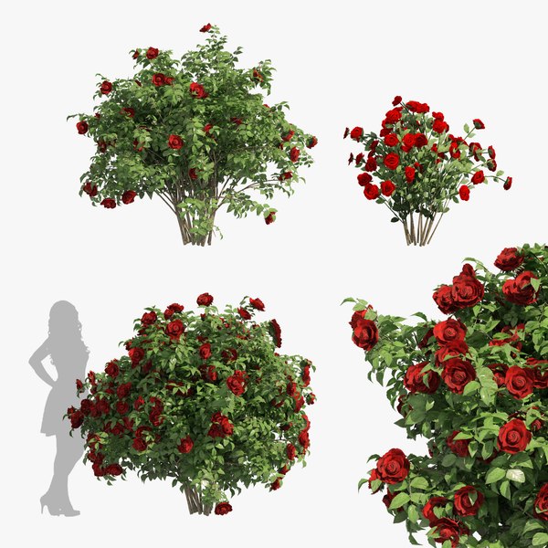3 Red Rose Flower Bush Low Poly 3D model - TurboSquid 1871874