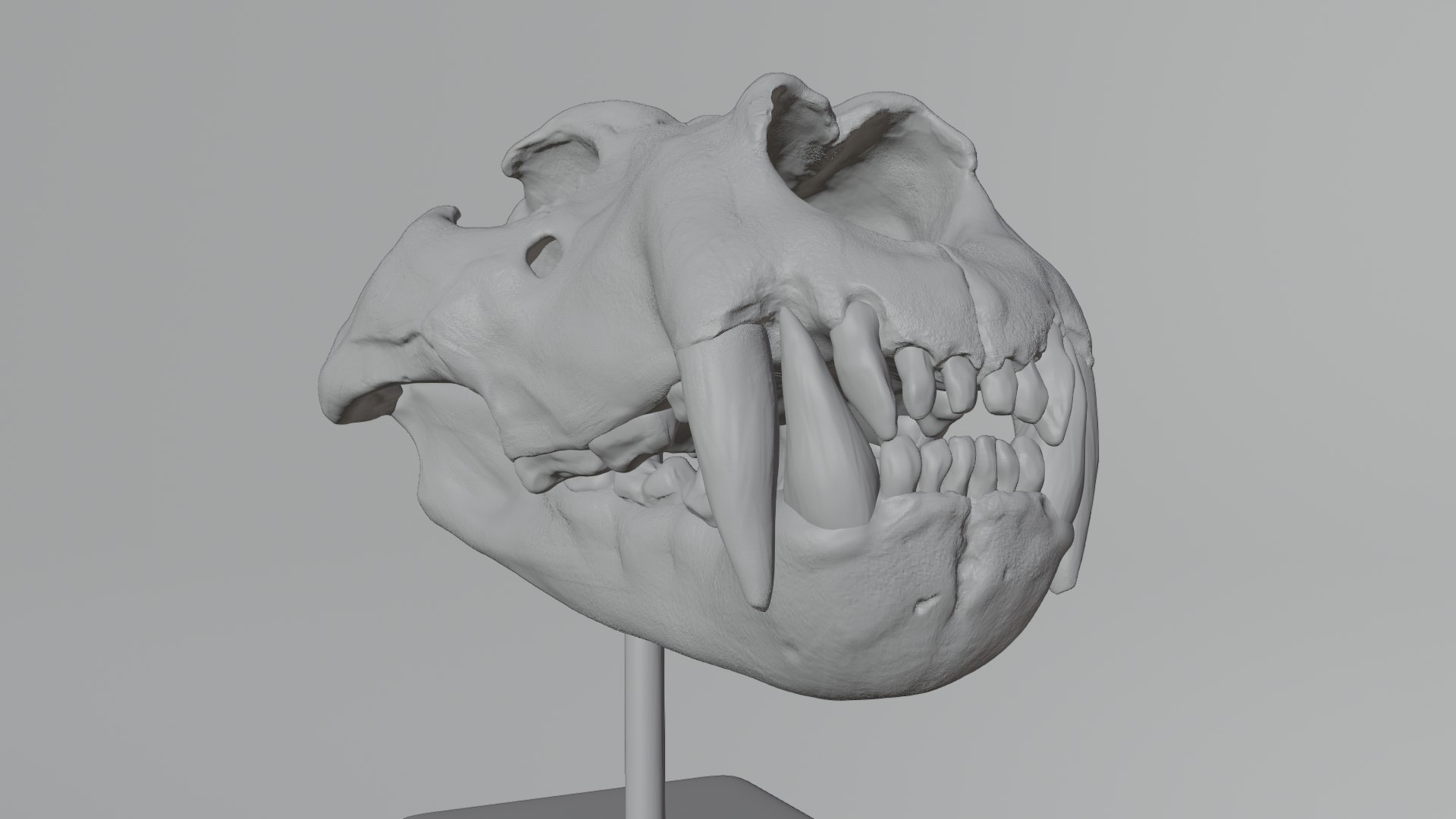 Lion Skull Model - TurboSquid 1848819