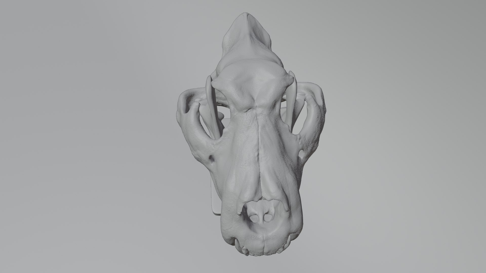 Lion Skull Model - TurboSquid 1848819