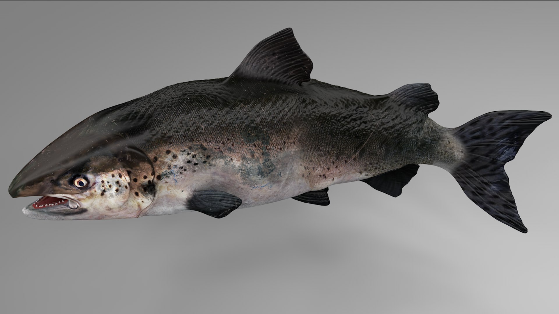 3D salmon rigged l746 model - TurboSquid 1567600