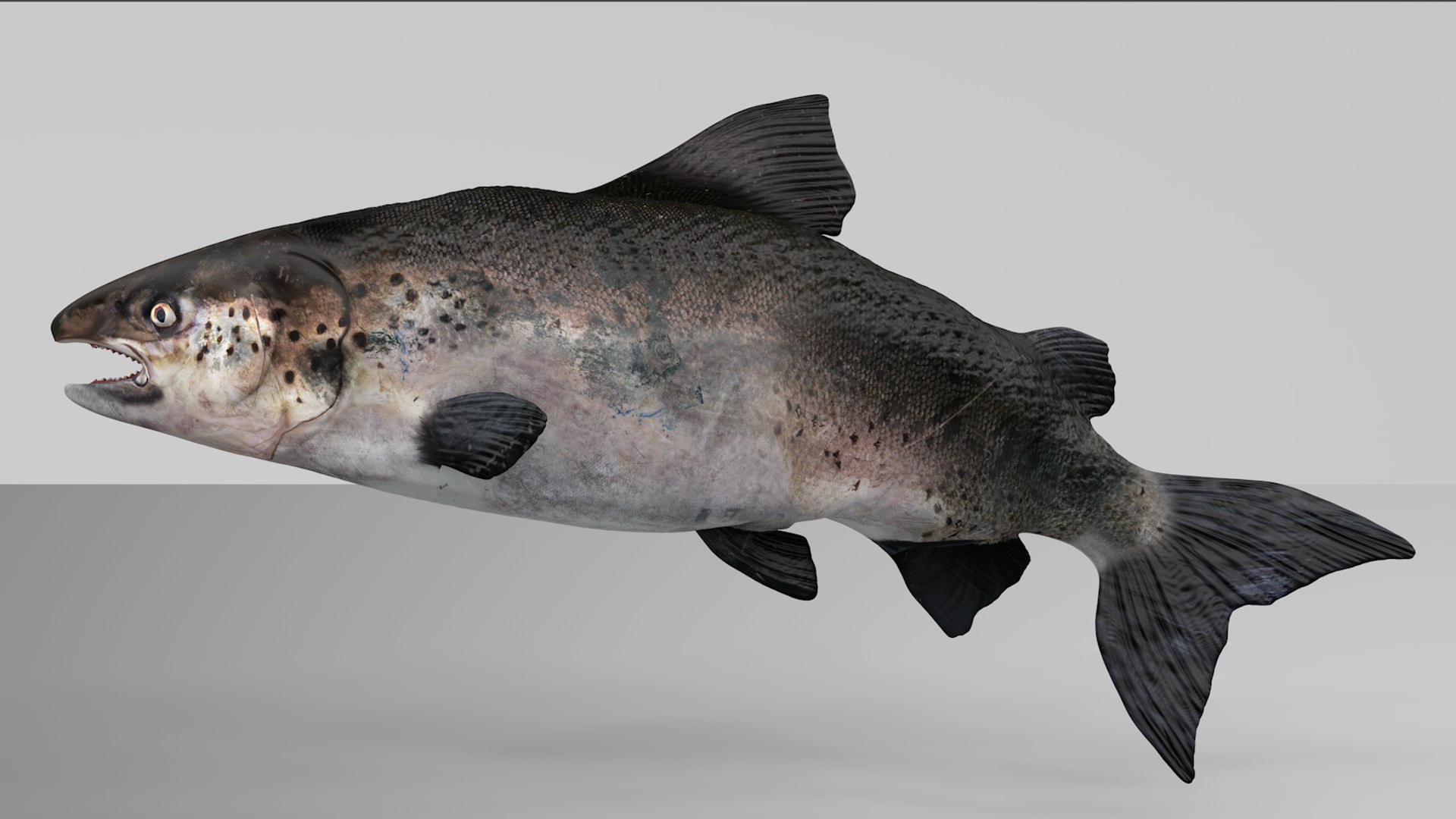 3D salmon rigged l746 model - TurboSquid 1567600