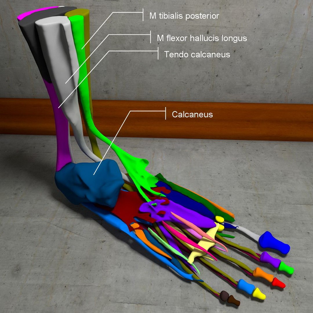 human ligament 3d model